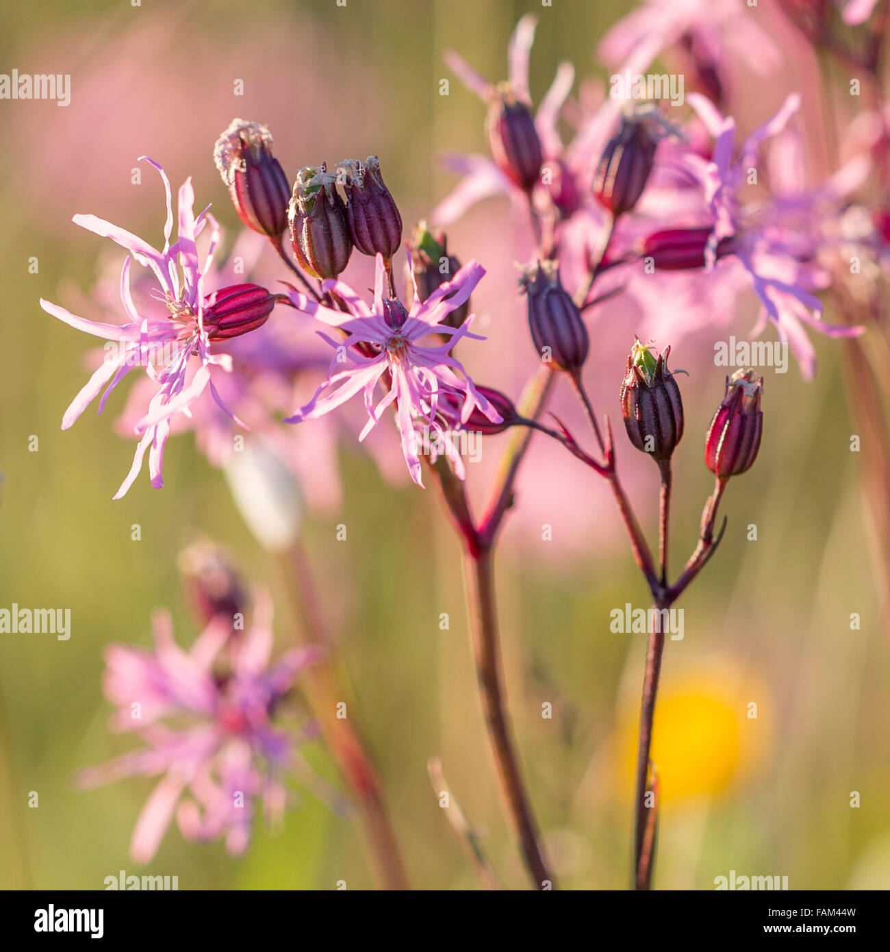 Ragged Robin wild flowers in June, Arisaig, Scotland Stock Photo - Alamy