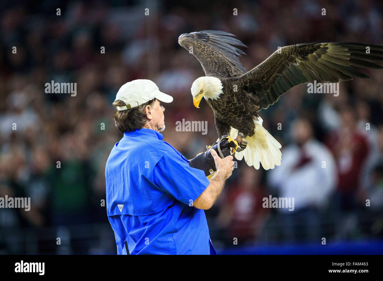 Arlington, Texas, USA. 31st Dec, 2015. Challenger a bald eagle took ...