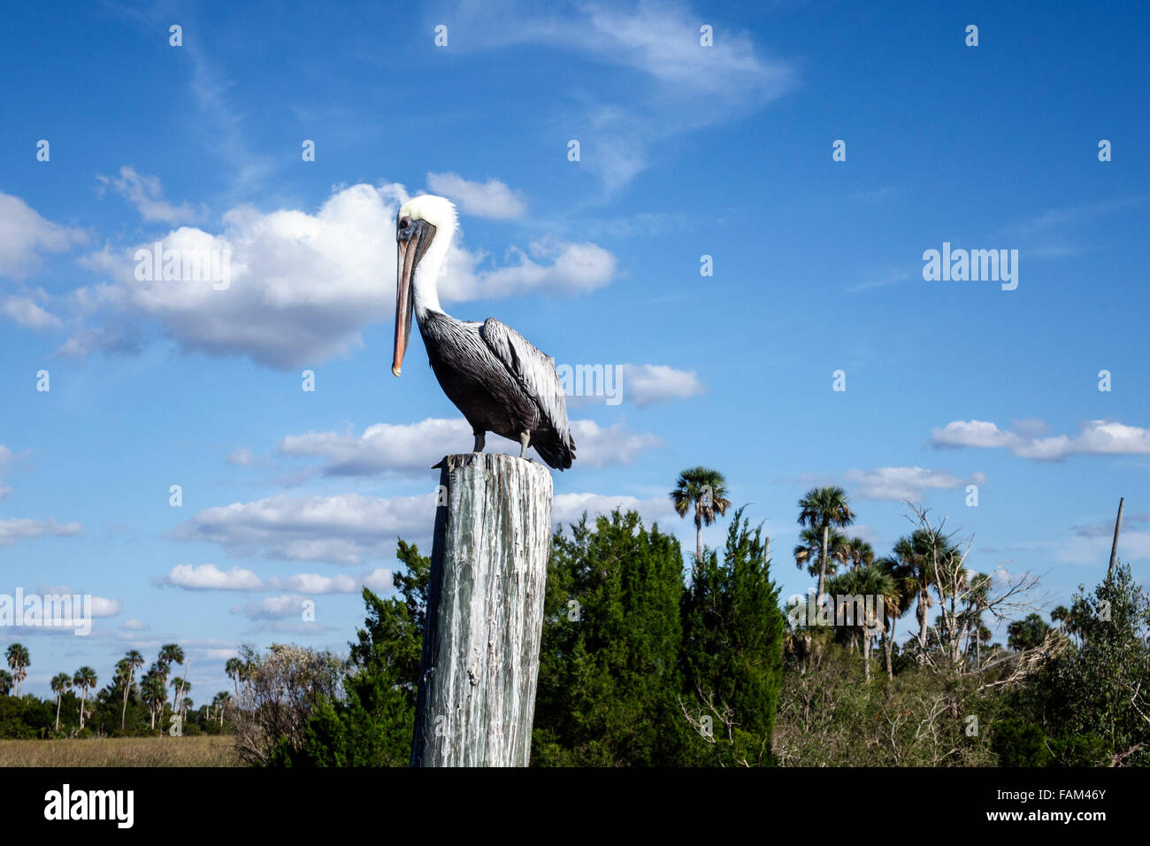 Florida Crystal River water,Salt River water,Shrimp Landing,pelican ...