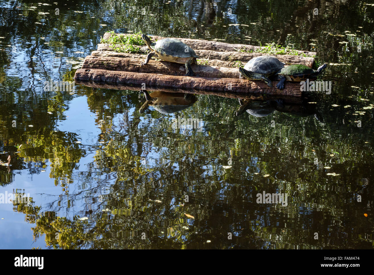 Florida Homosassa Springs,Visitors Center,centre,pond,painted turtles ...
