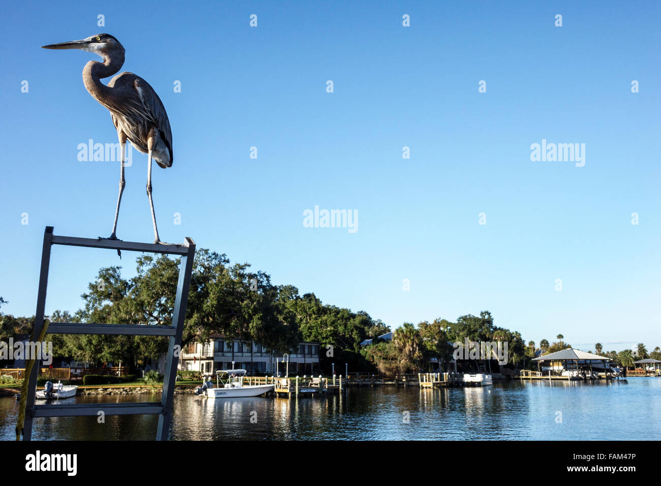 Florida Old Homosassa,Homosassa River water,great blue heron,Ardea ...