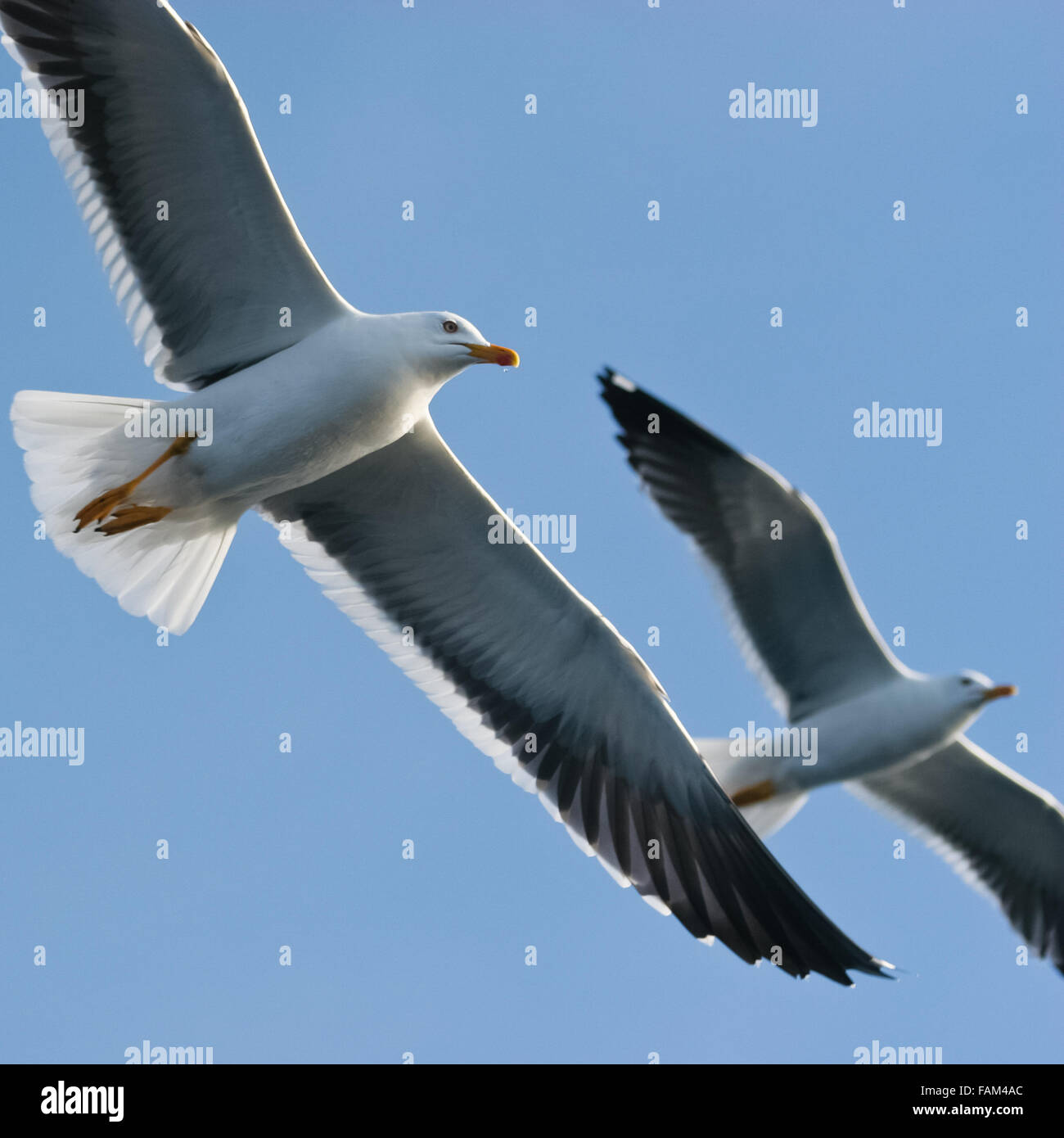 Lesser black backed gulls hi-res stock photography and images - Alamy