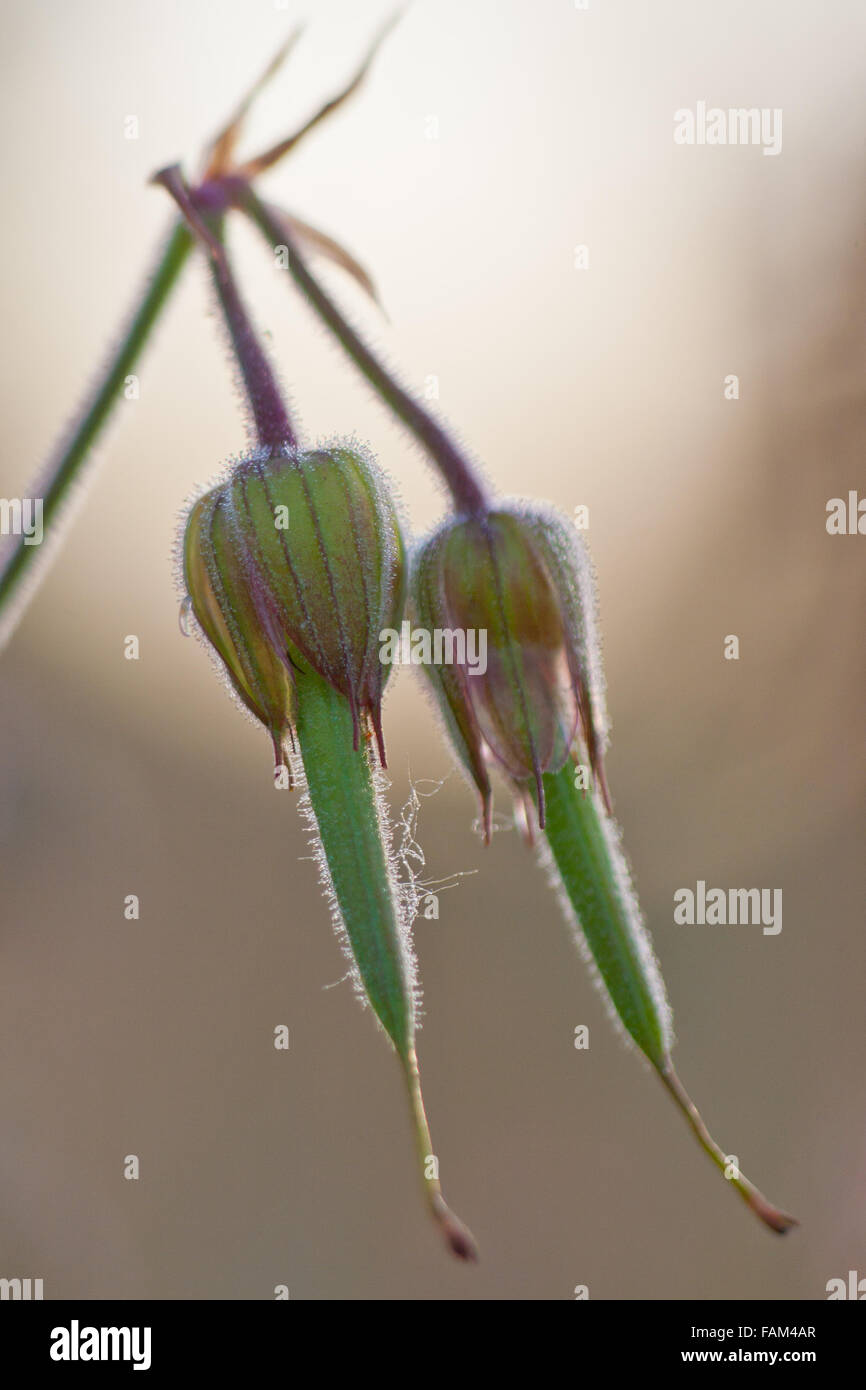 Two overblown flowers of Meadow Cranesbill, Geranium pratense Stock ...