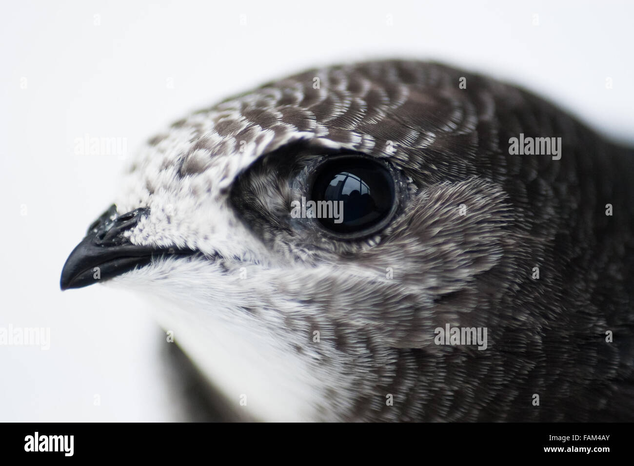 Swift Bird High Resolution Stock Photography and Images - Alamy