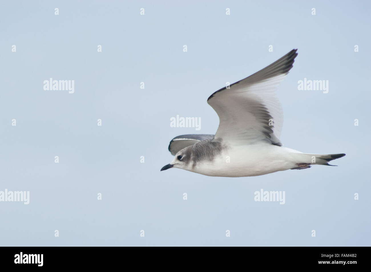 Sabines gull xema sabini in hi-res stock photography and images - Alamy
