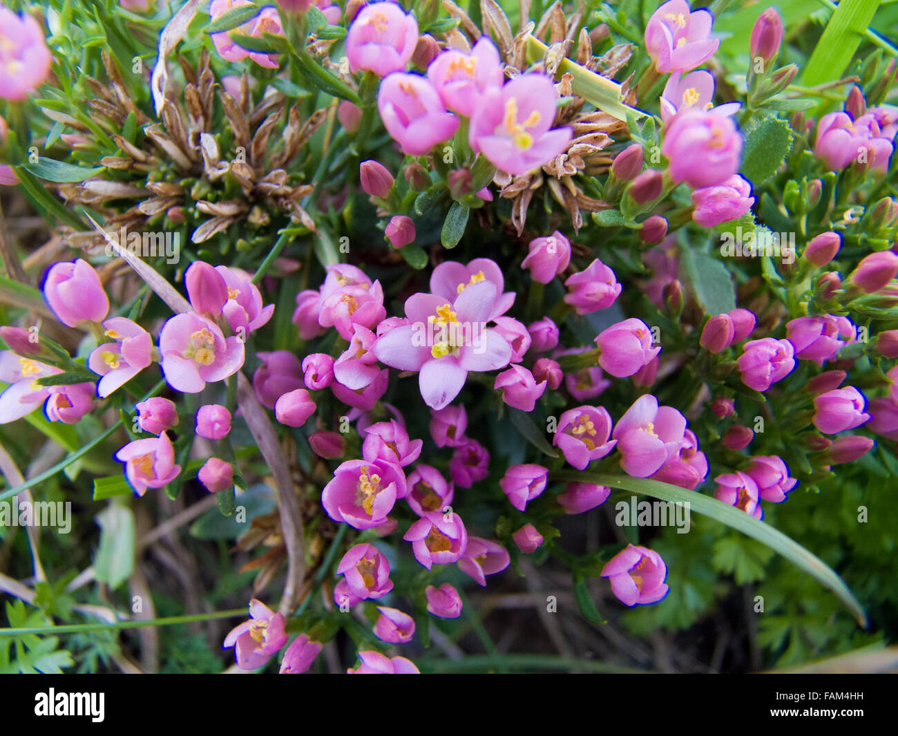 Close up common centaury hi-res stock photography and images - Alamy