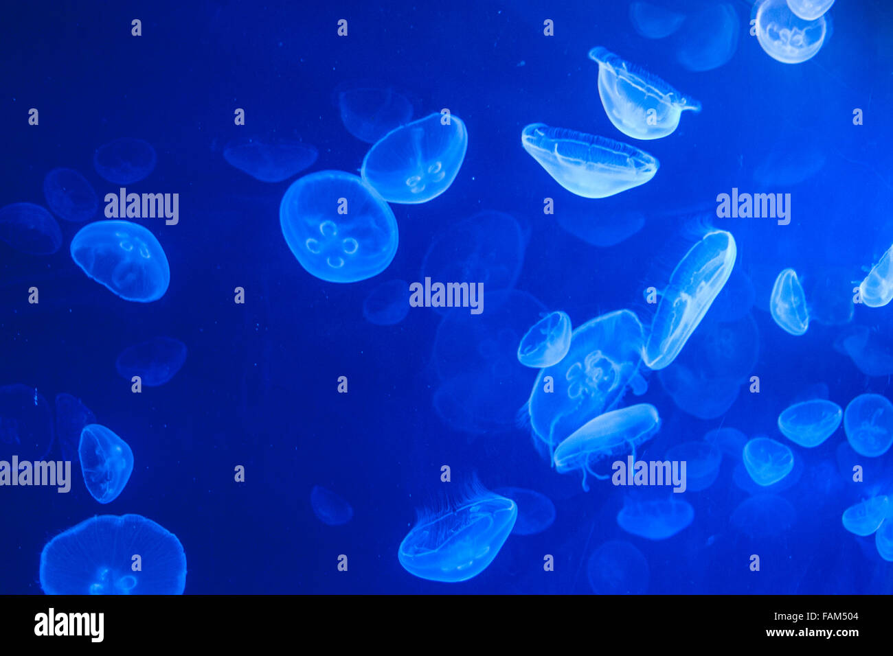 Jellyfish Group Download