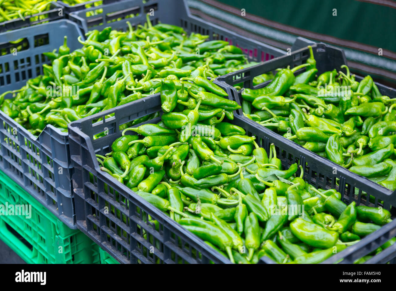 Harvest of peppers in boxes ready for sale Stock Photo - Alamy