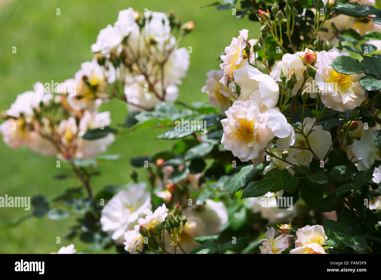 White roses plant in spring garden Stock Photo - Alamy