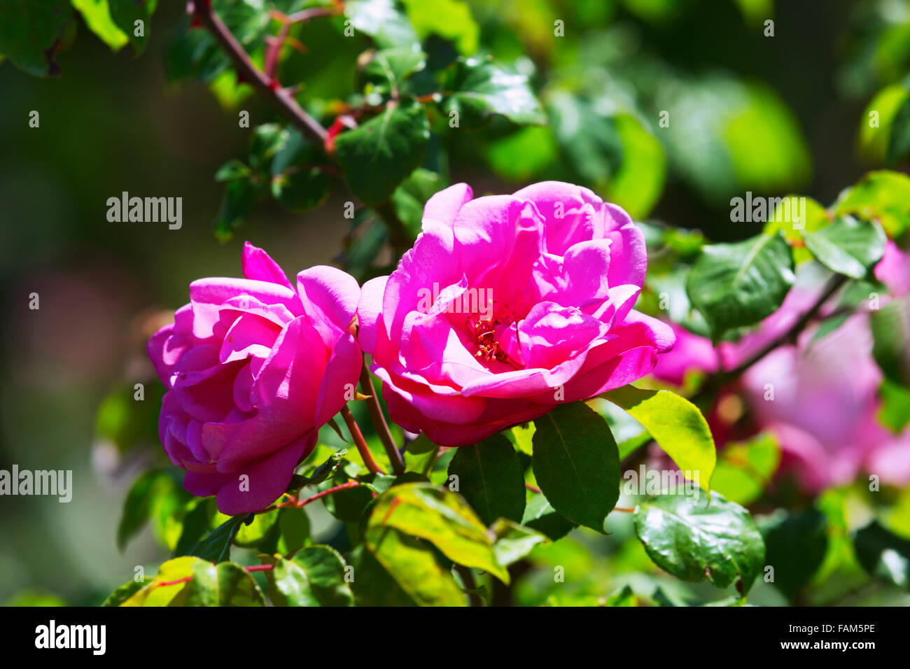 roses plant in spring garden Stock Photo - Alamy