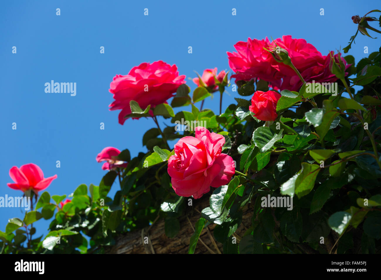 Flowering roses with sky in background Stock Photo - Alamy