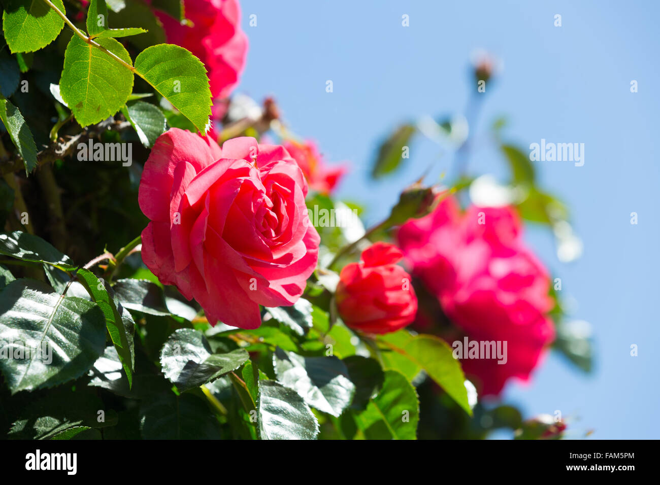 blossoming red roses plant with sky in background Stock Photo - Alamy