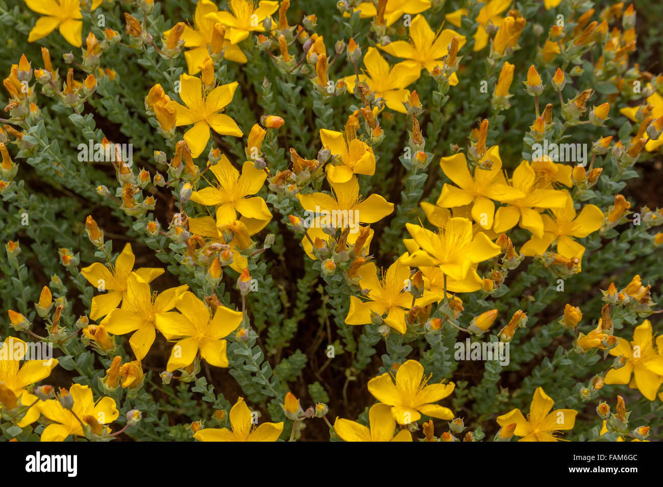 Hypericum polyphyllum hi-res stock photography and images - Alamy