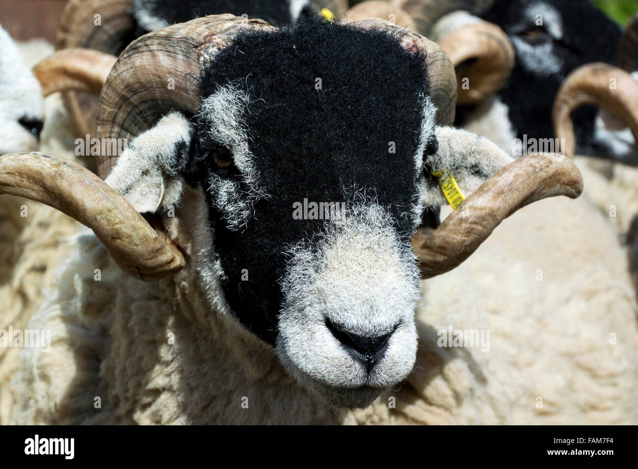Head of a Swaledale ram, Cumbria, UK Stock Photo - Alamy