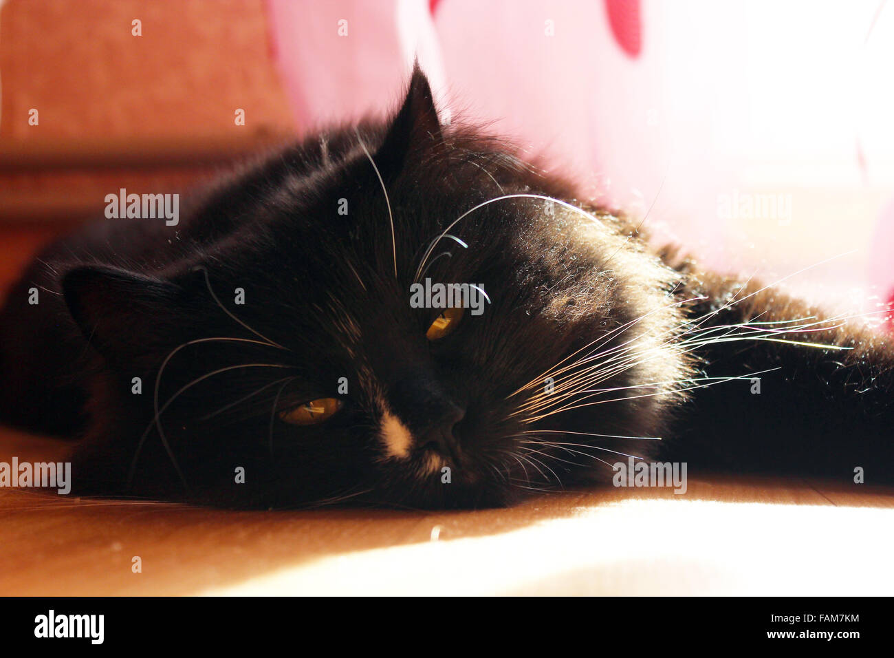 Whiskers tail hi-res stock photography and images - Alamy
