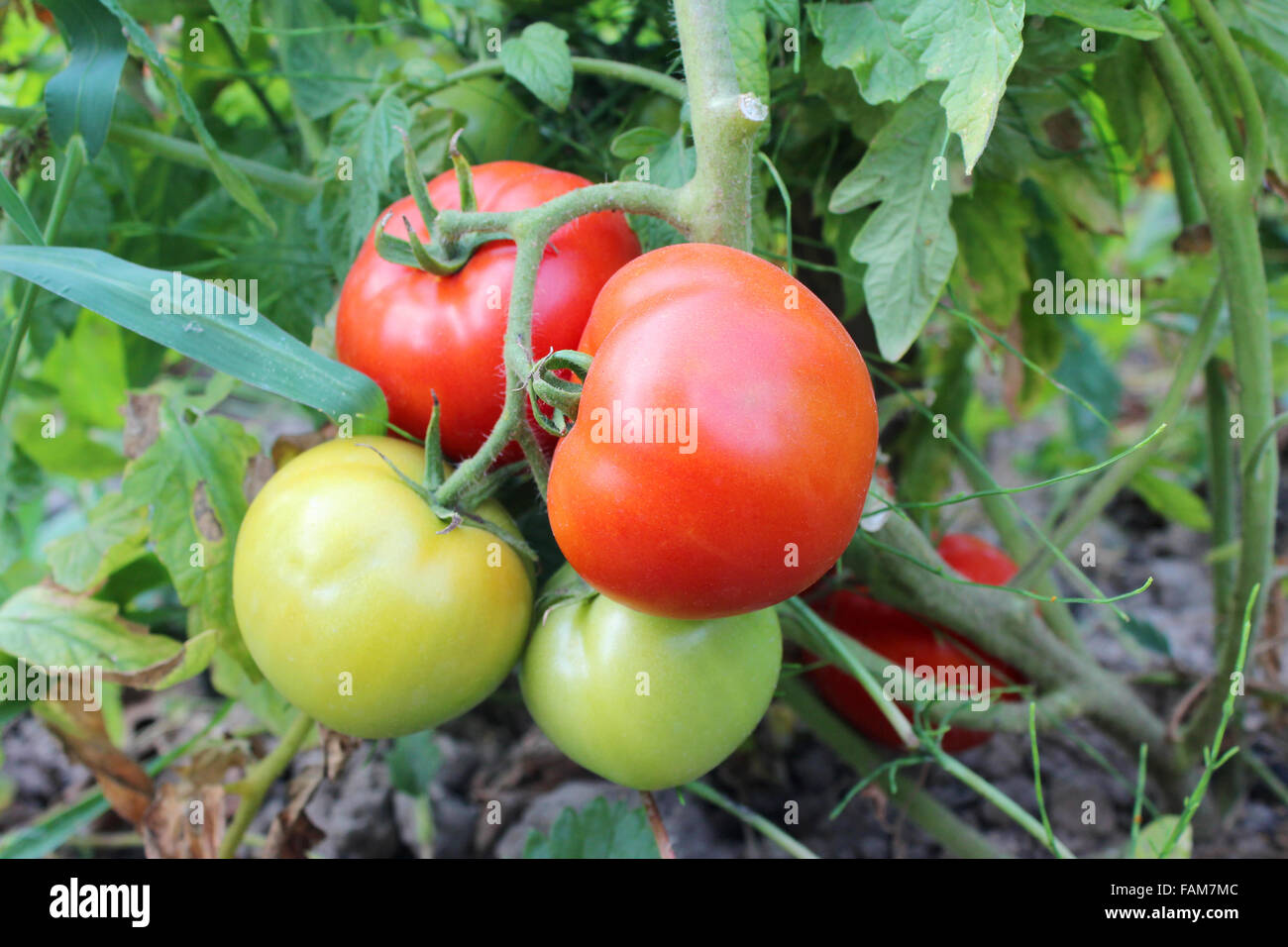 Beautiful tomatoes on bush hi-res stock photography and images - Alamy