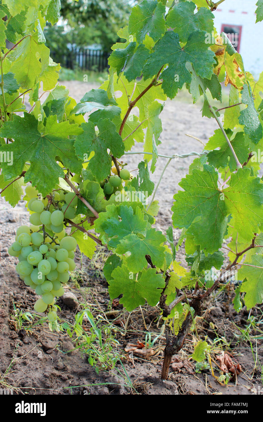 Cluster growth hi-res stock photography and images - Alamy