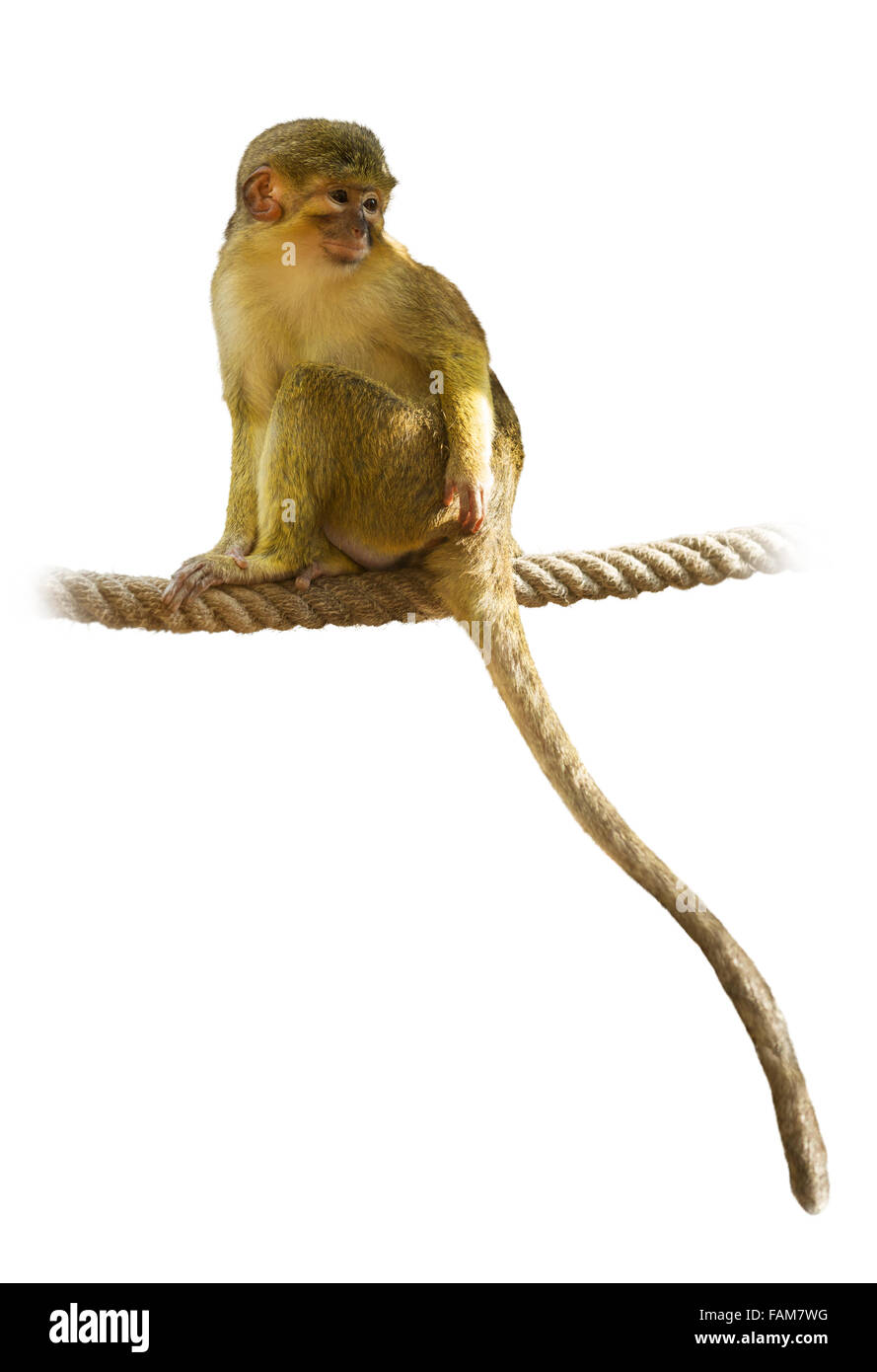Talapoin (Miopithecus talapoin) on white Stock Photo - Alamy