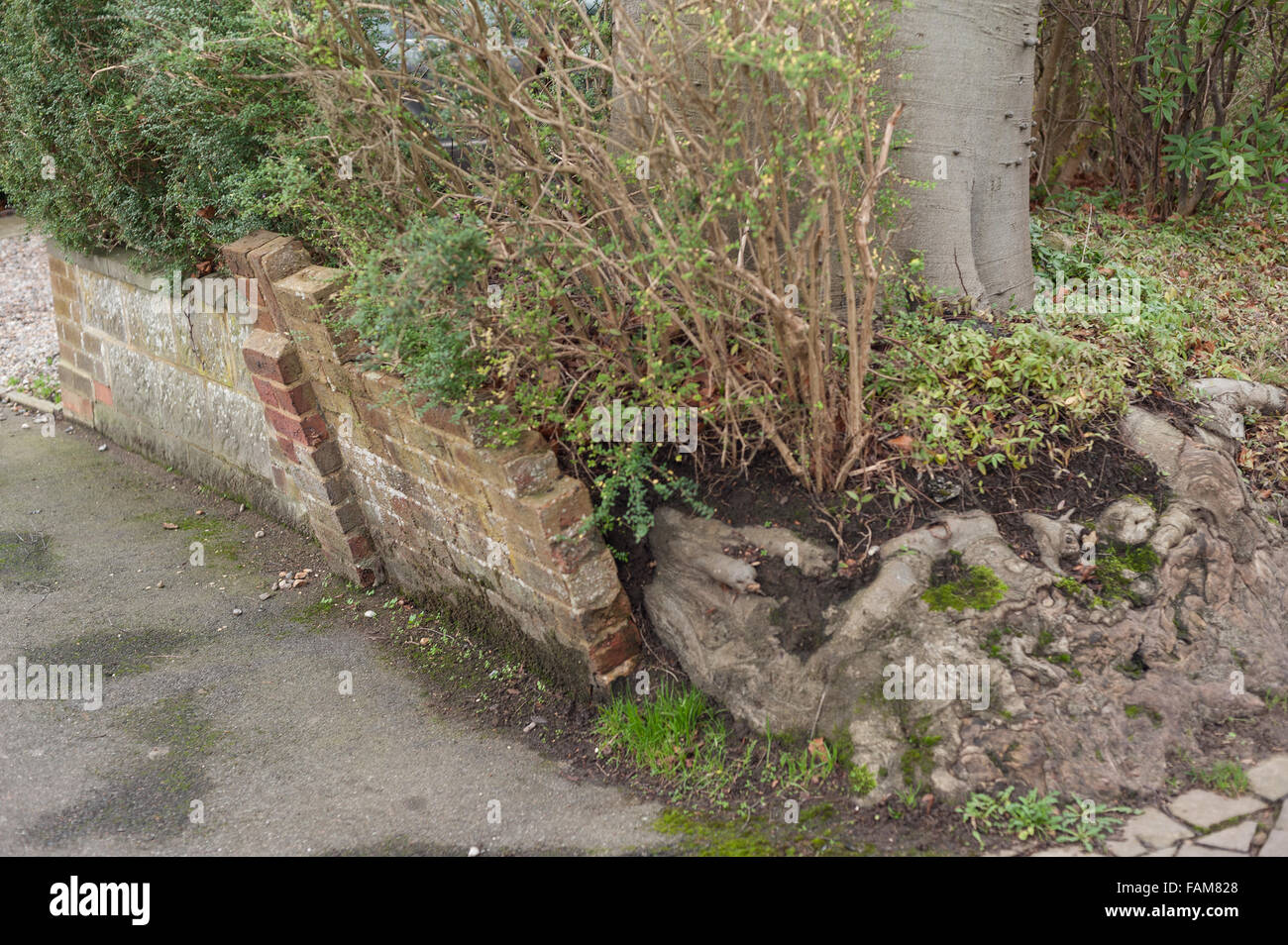 expanding beech tree roots dangerously pushing over masonry brick ...