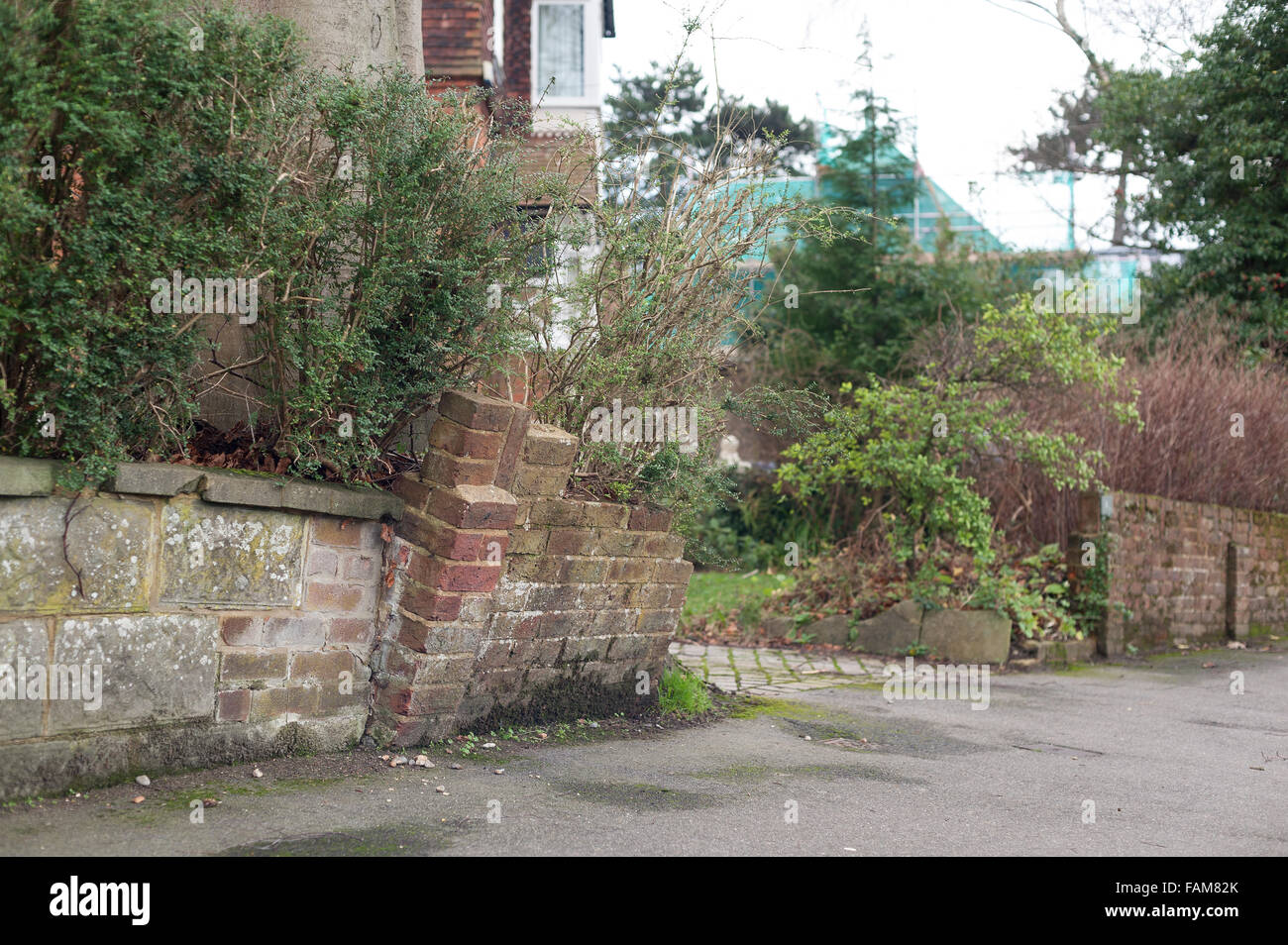 expanding beech tree roots dangerously pushing over masonry brick ...
