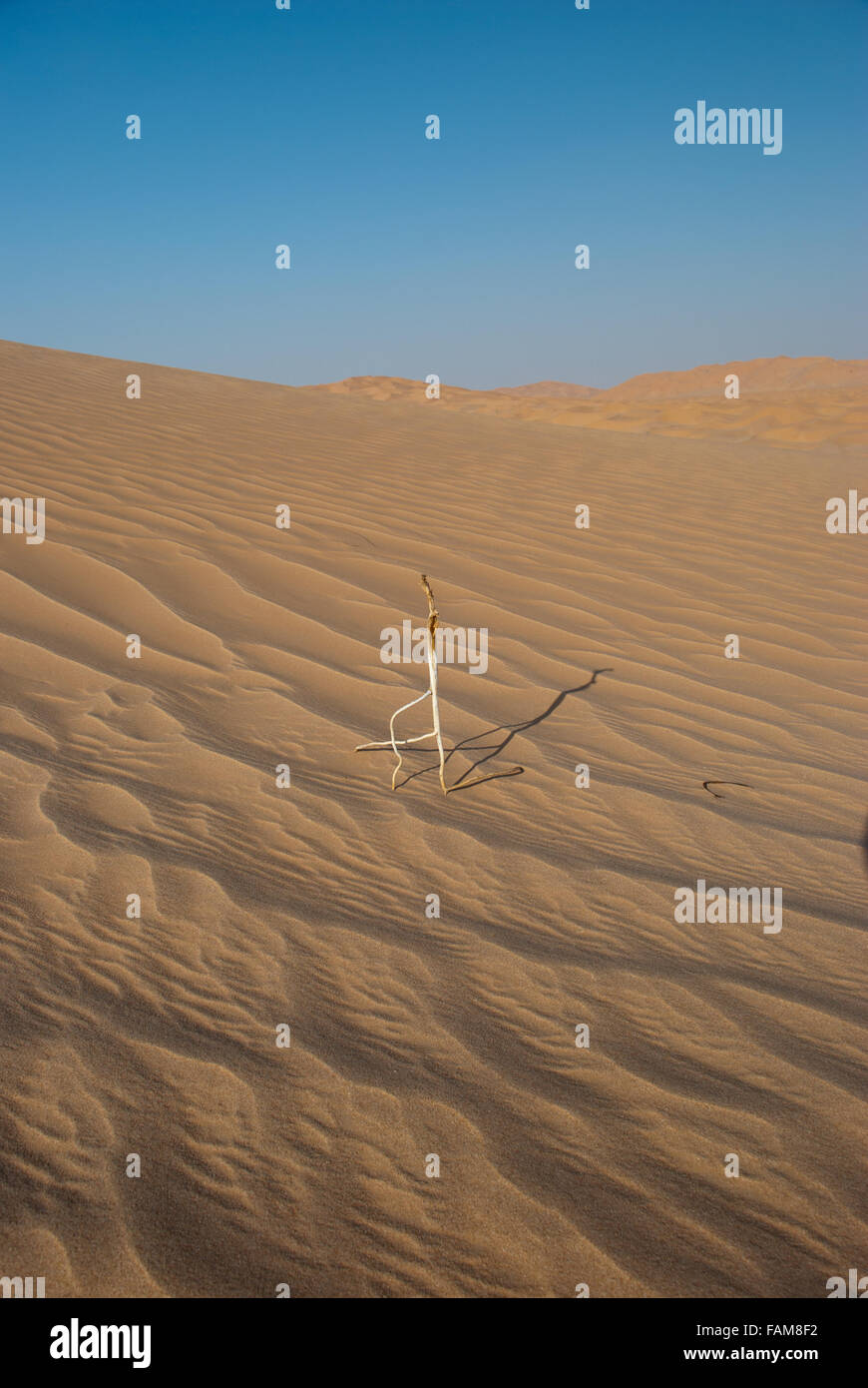 Sand dunes in Oman desert Stock Photo - Alamy