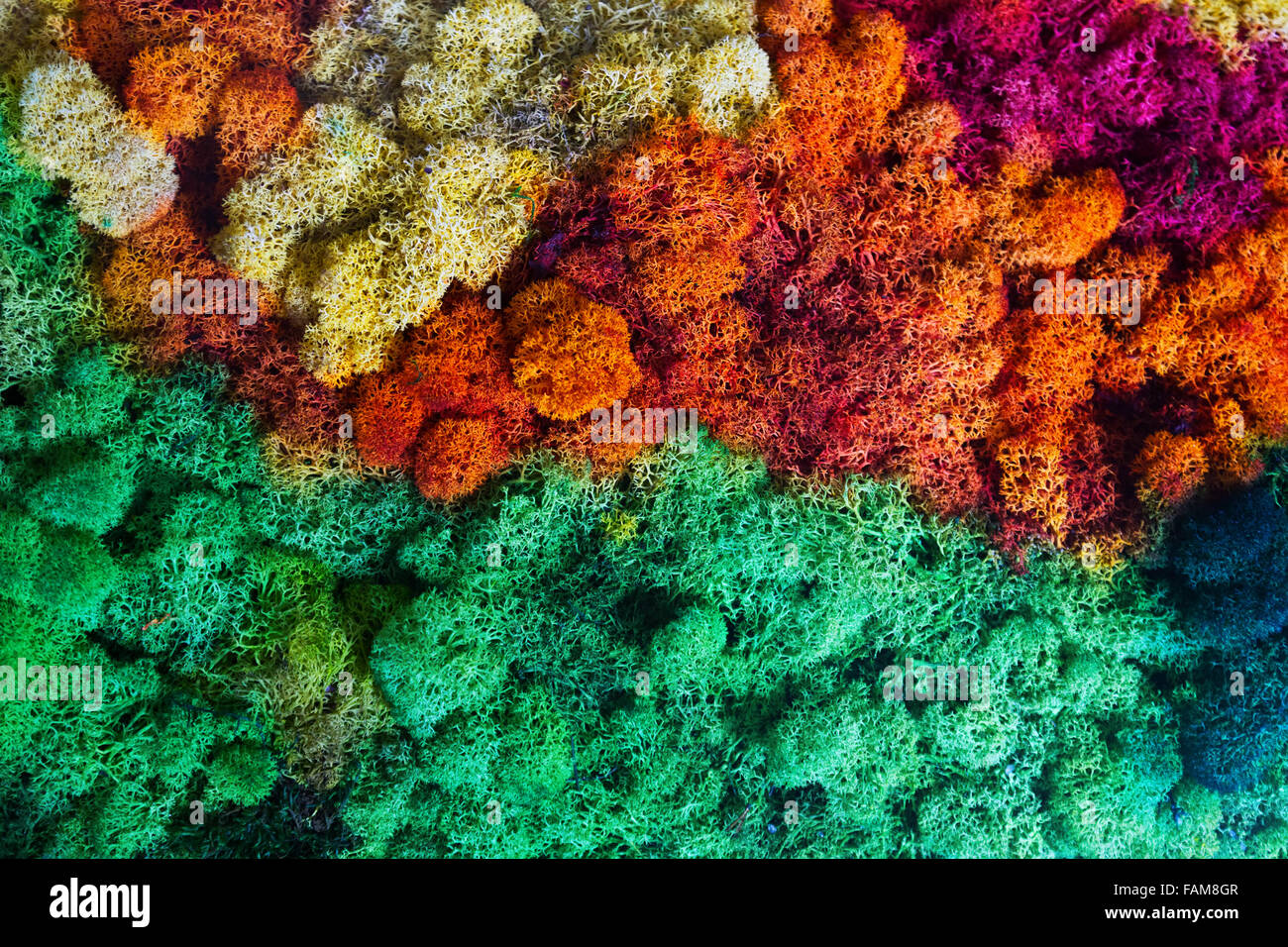 Nature background. Colorful lichen and green moss Stock Photo - Alamy