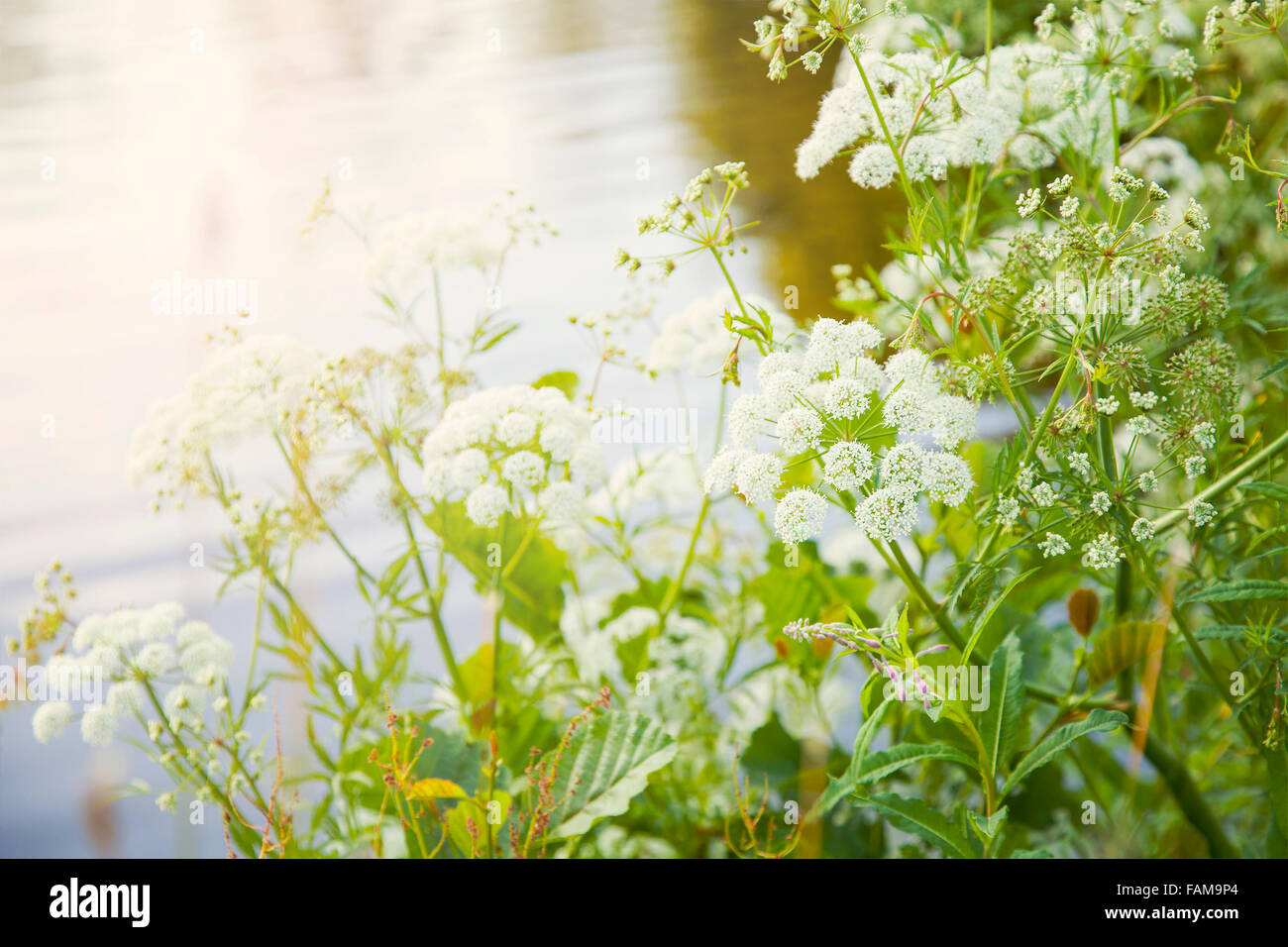 Image of wild aniseed plants Stock Photo - Alamy