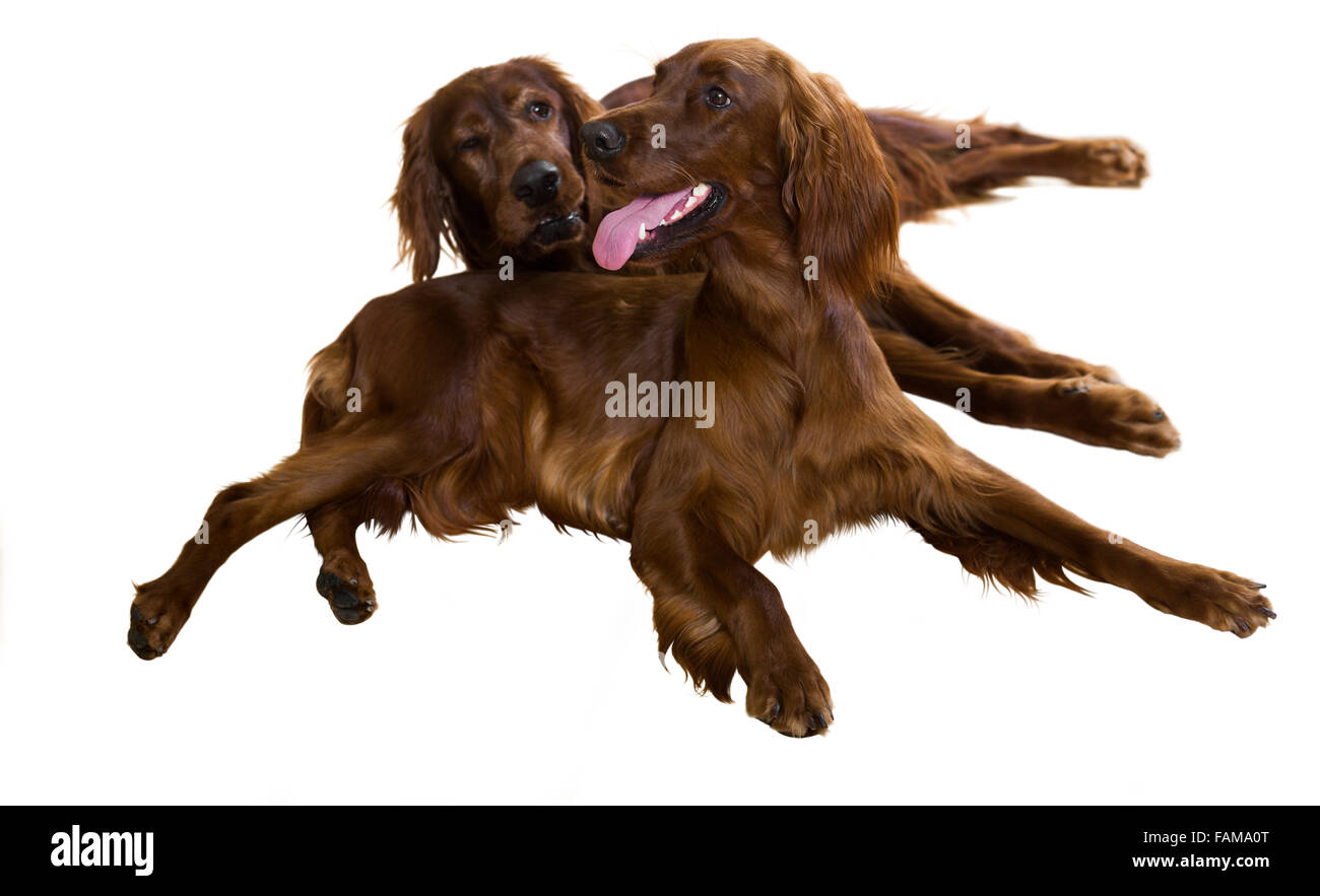 Two Irish Setters, isolated on white background Stock Photo - Alamy