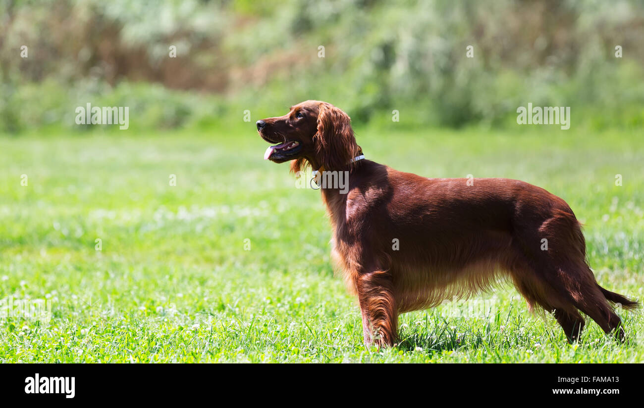 Female Irish Setter standing on green grass Stock Photo - Alamy