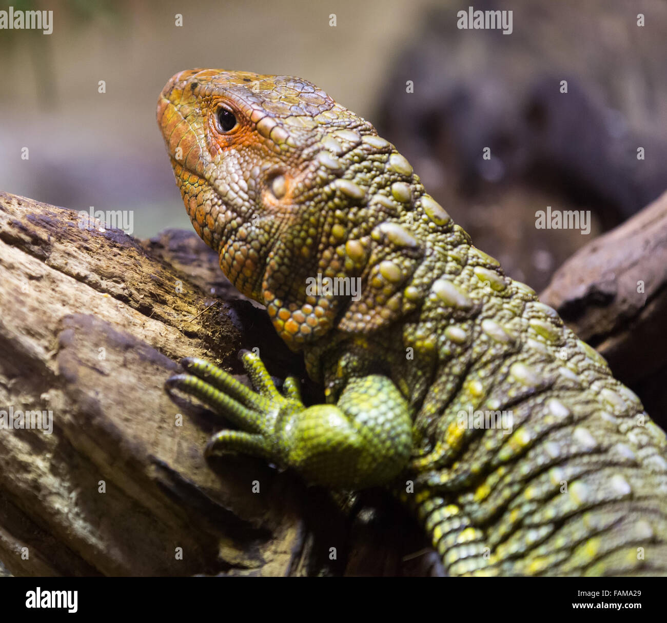 Northern caiman lizard dracaena hi-res stock photography and images - Alamy