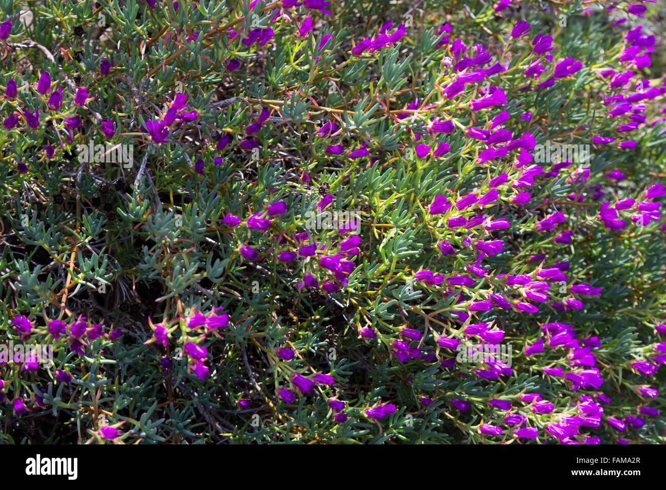 Lampranthus multiradiatus plant with flowers in spring Stock Photo - Alamy