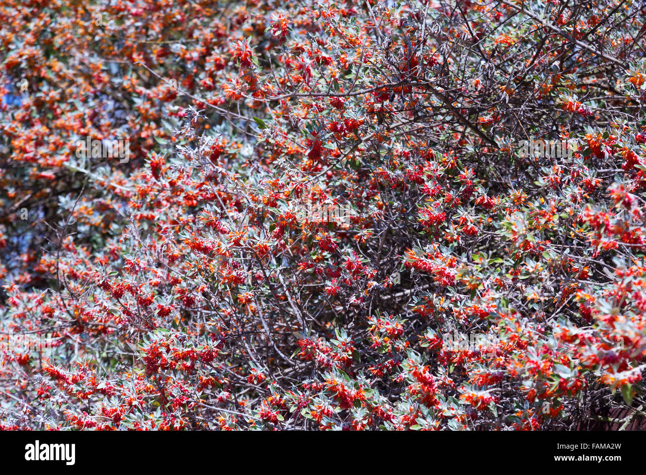 Teucrium heterophyllum hi-res stock photography and images - Alamy