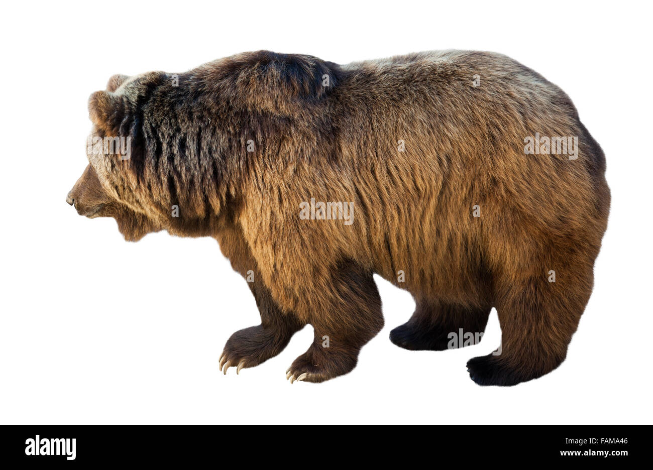 Standing bear over white background Stock Photo - Alamy