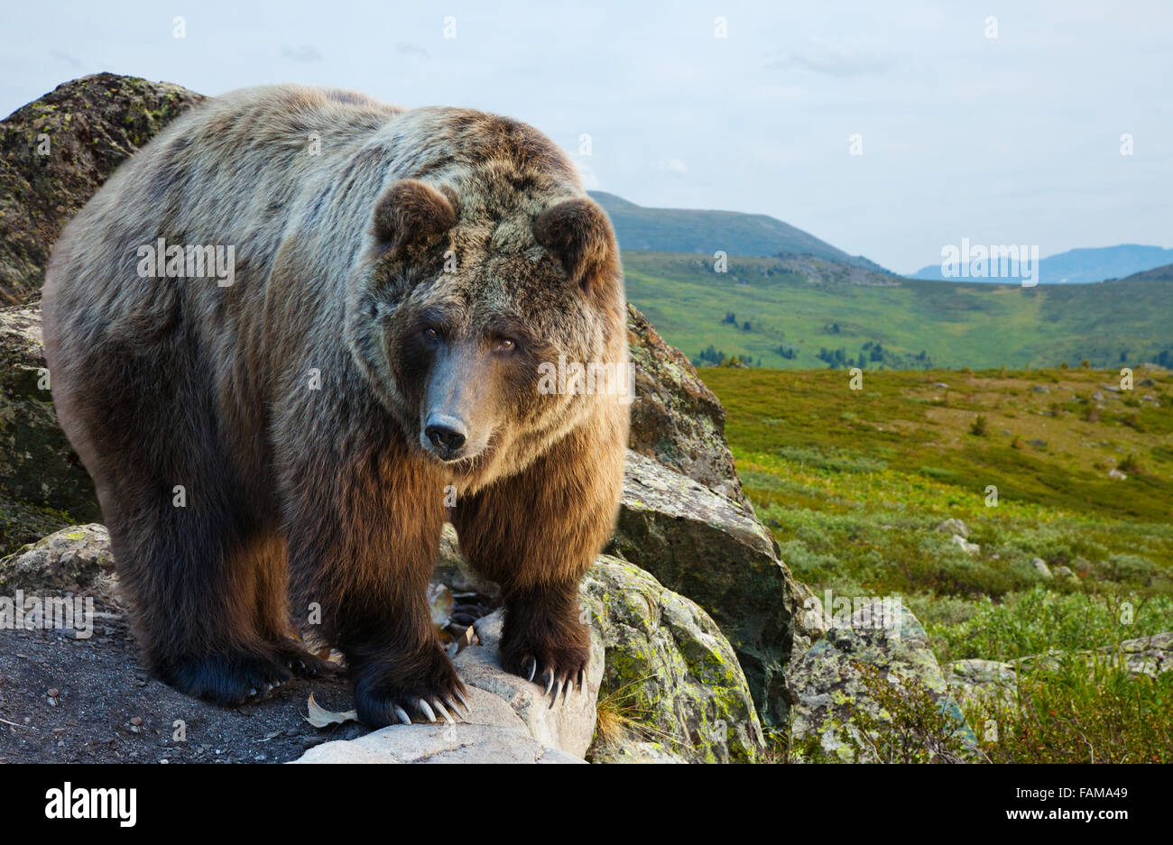 bear on stone at wildness area Stock Photo - Alamy