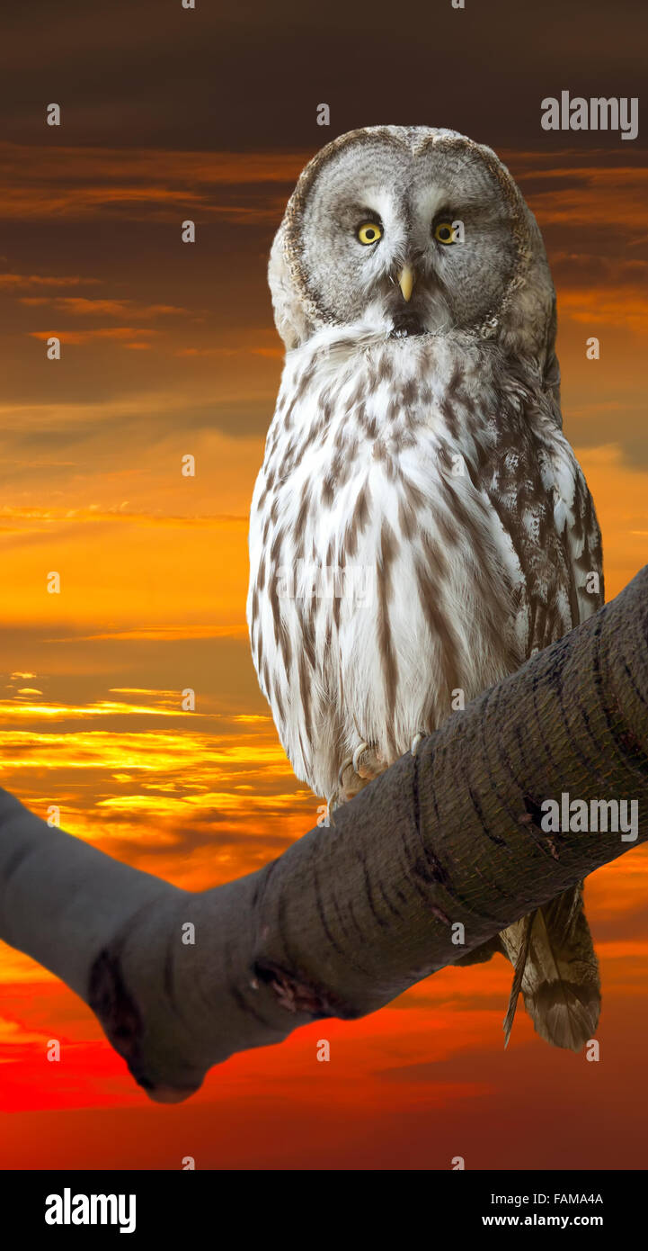 Great Grey Owl against sunset sky Stock Photo - Alamy