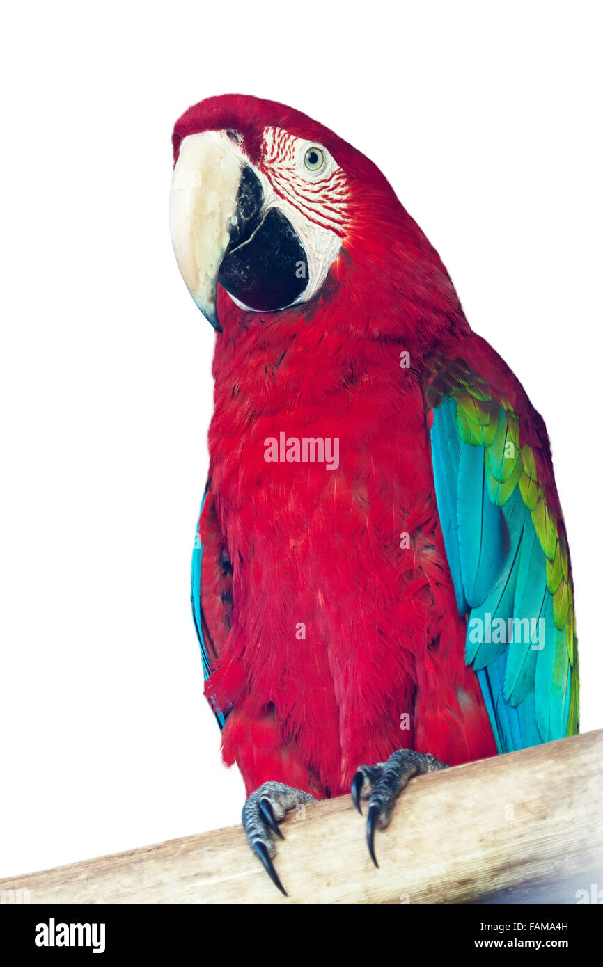 macaw papagay against white background Stock Photo - Alamy