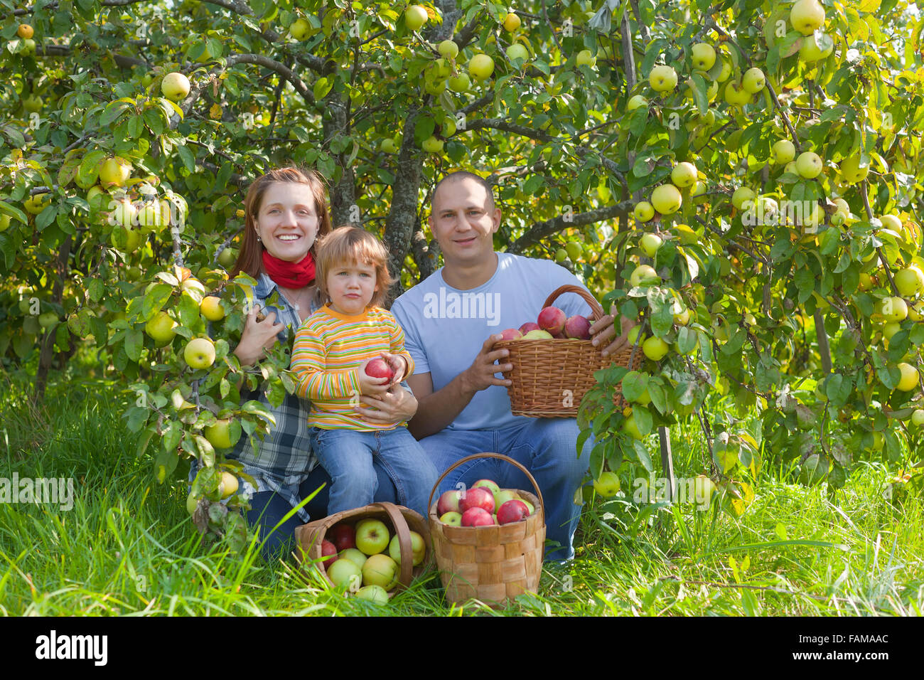 Happy family is picking of apples in the orchard Stock Photo - Alamy
