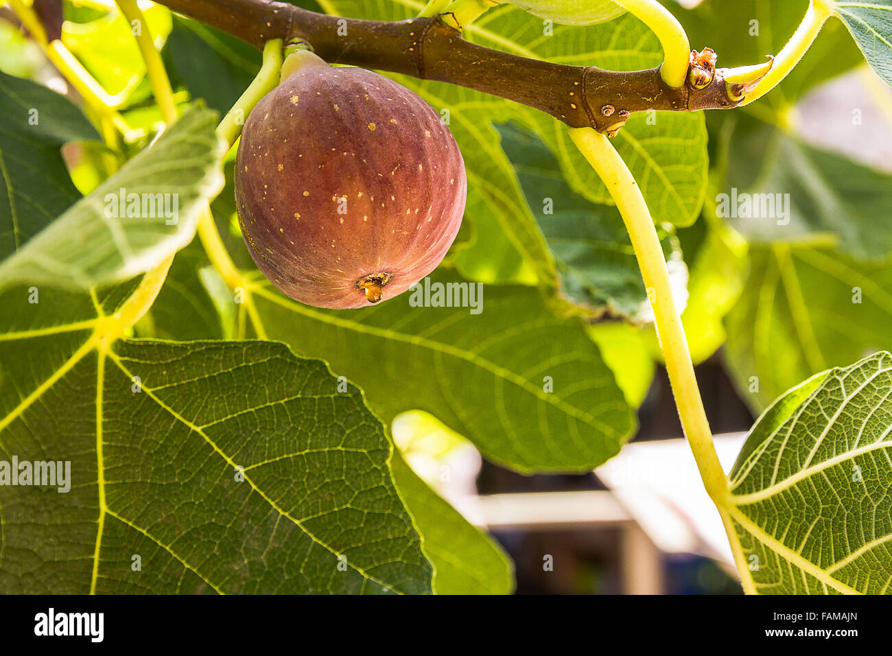 Beautiful ripe fig on hi-res stock photography and images - Alamy