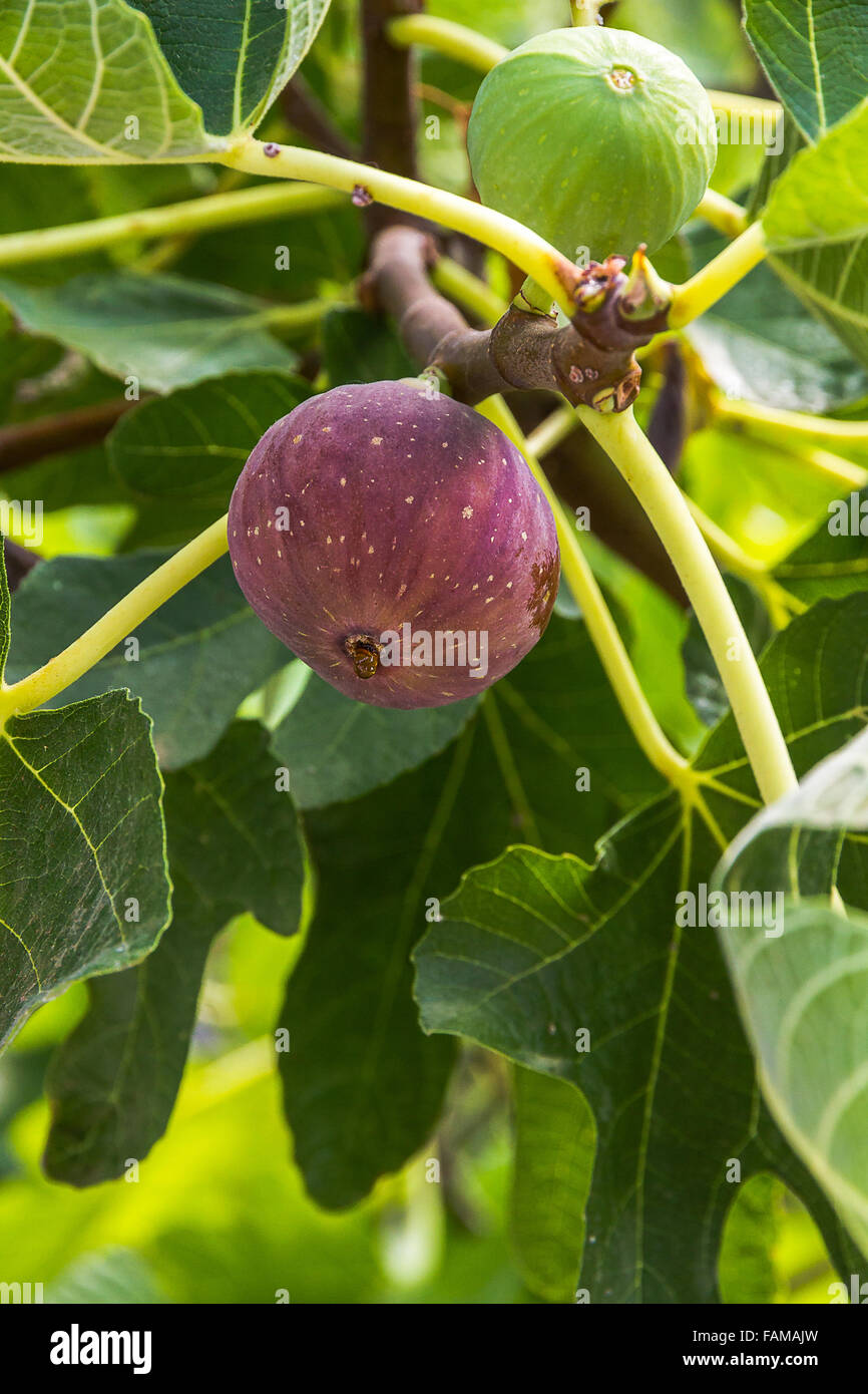 Two dripping ripe fig on the tree, vertical Stock Photo - Alamy