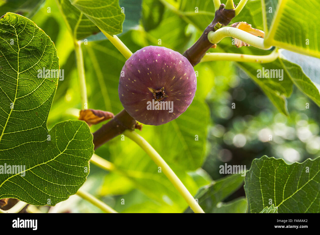 Beautiful ripe fig on hi-res stock photography and images - Alamy