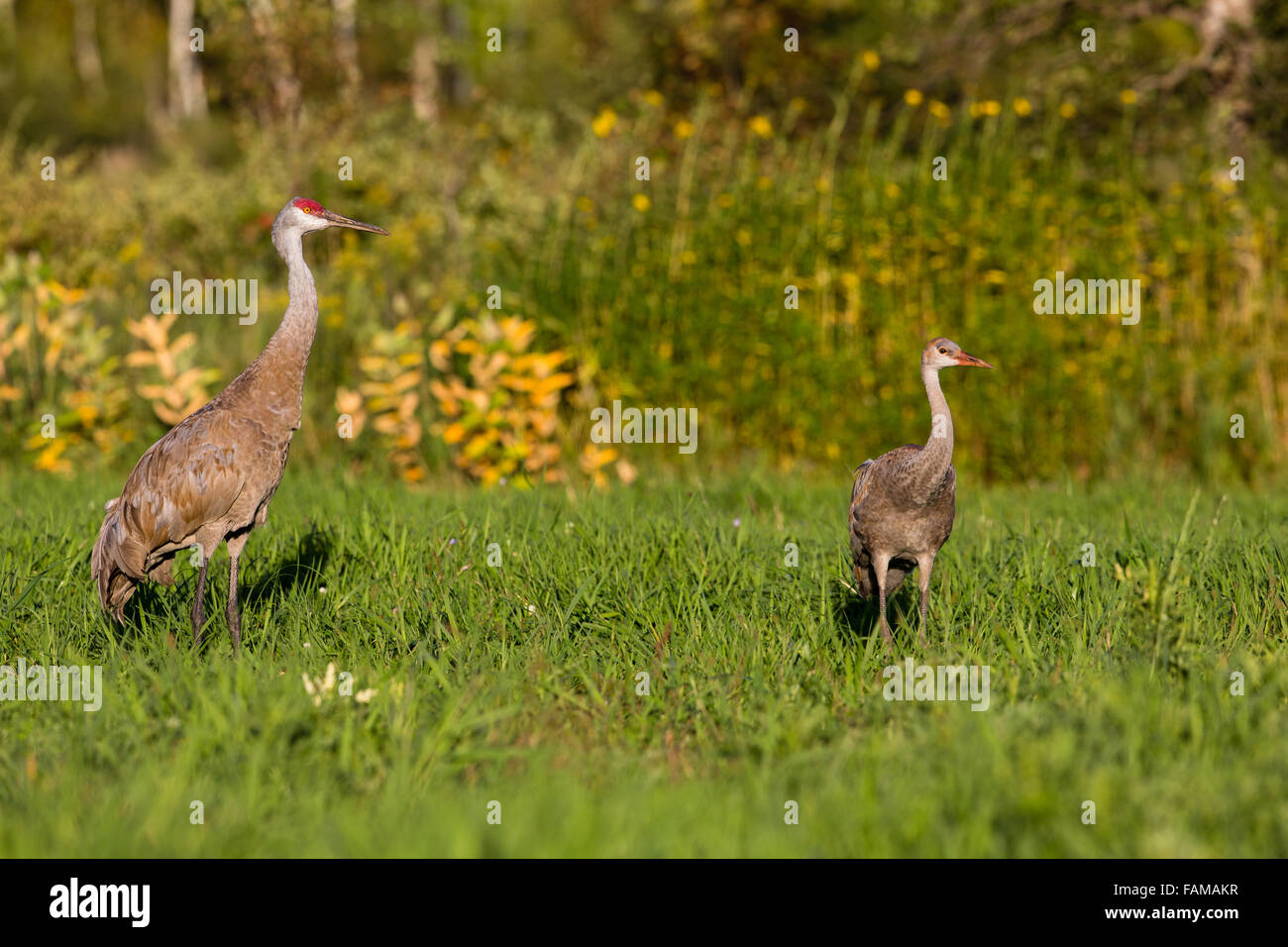 Adult And Juvenile Cranes Feeding High Resolution Stock Photography and ...
