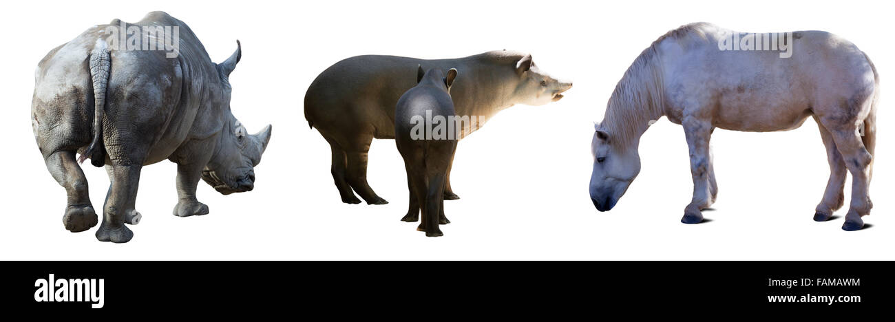 Odd toed hi-res stock photography and images - Alamy