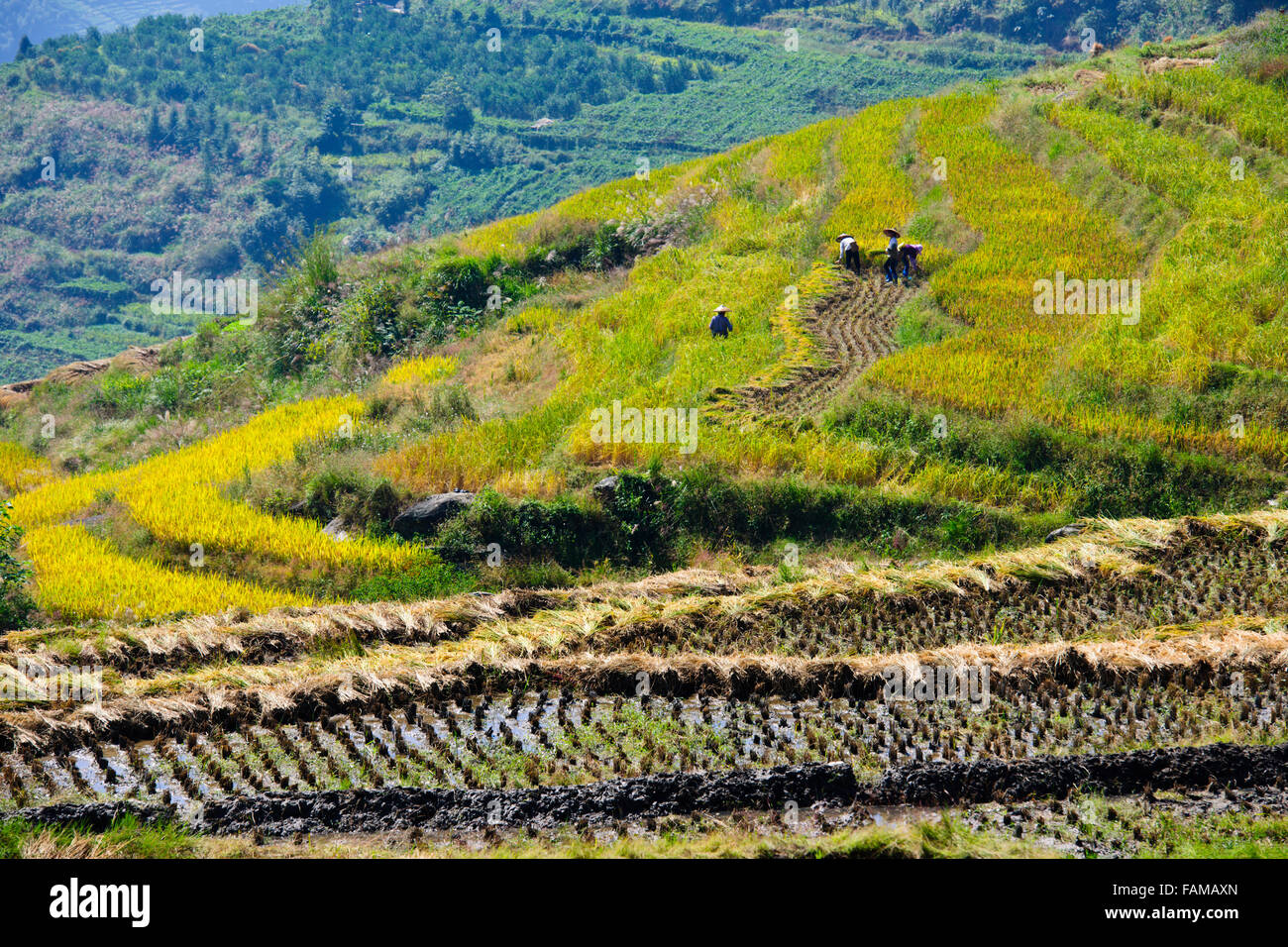 Jinkeng (Dazhai) Red Yao Terraced Fields,Surrounding Area,Rice Terraces ...