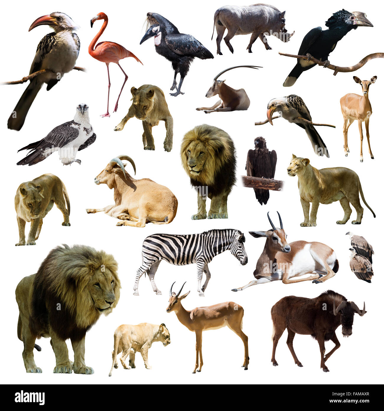 African lions, zebra, giraffe Cut Out Stock Images & Pictures - Alamy