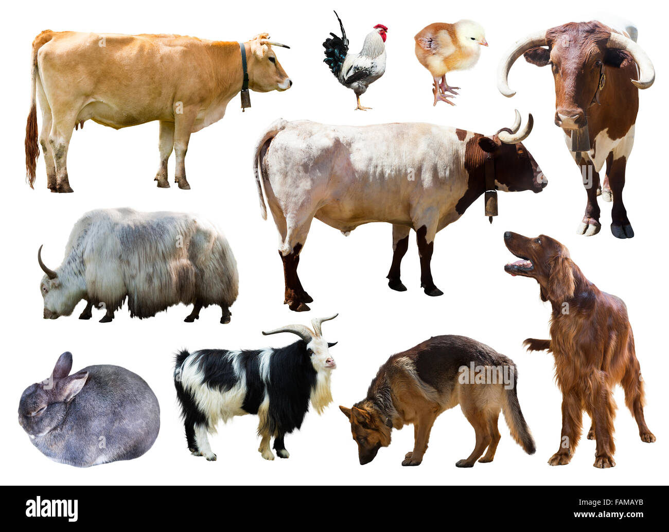 Set of dogs, cows and other farm animals. Isolated over white ...