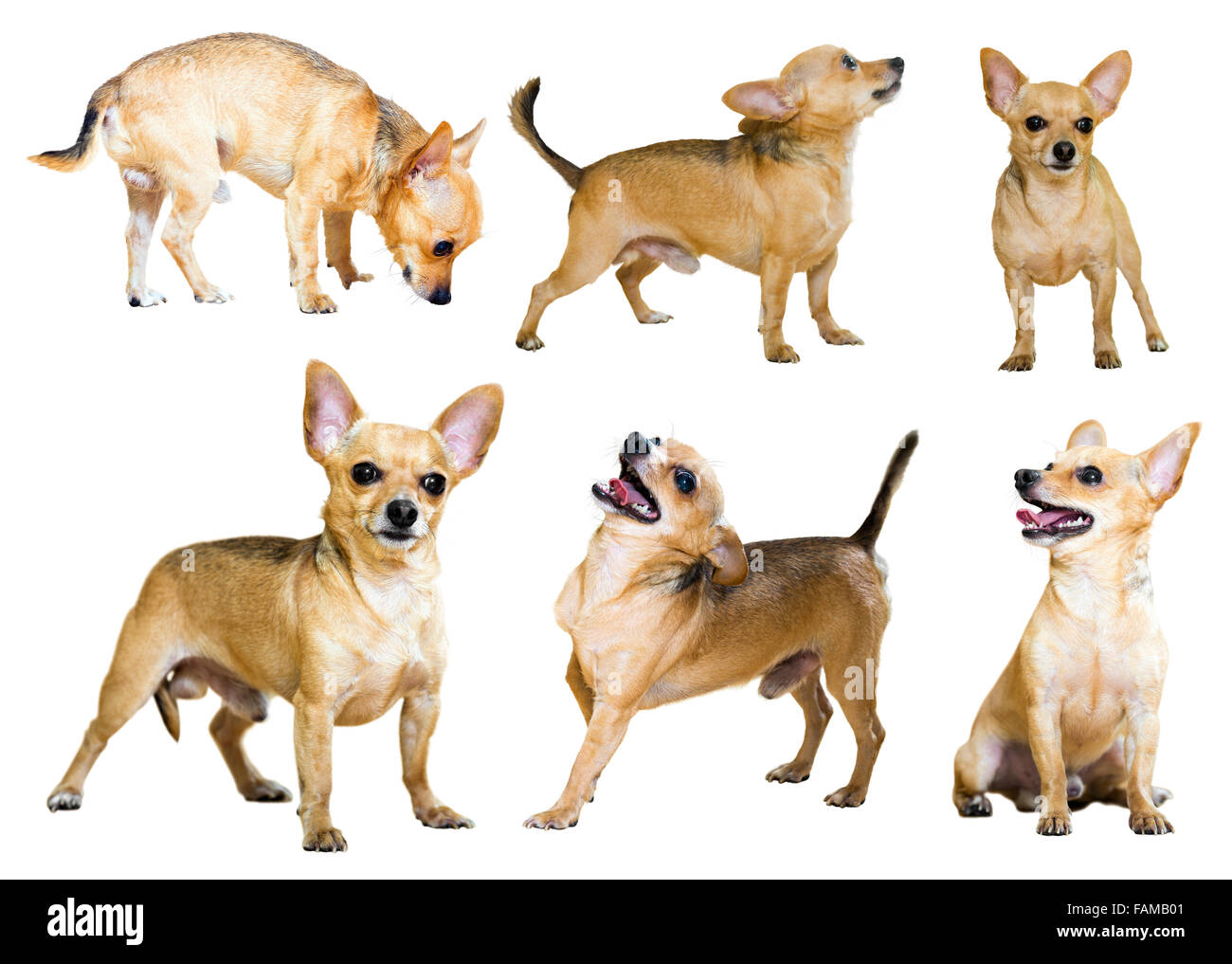 Russian toy terrier mini dog hi-res stock photography and images - Alamy