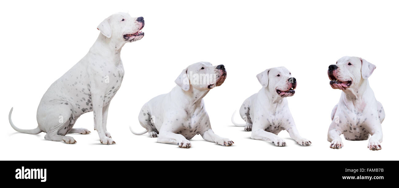 Set of lying Dogo Argentino, isolated on white background Stock Photo ...
