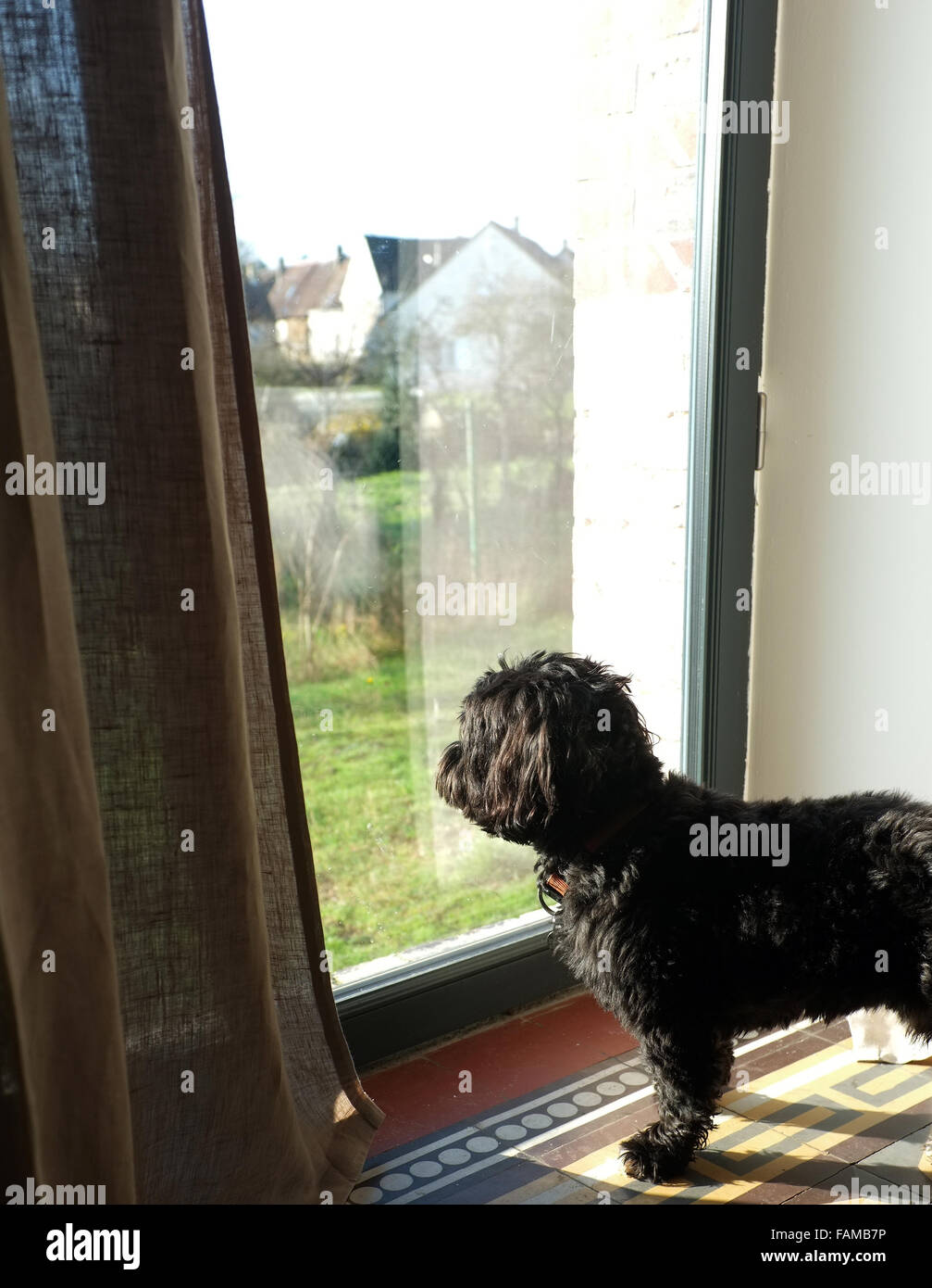Black dog looking out window Stock Photo - Alamy