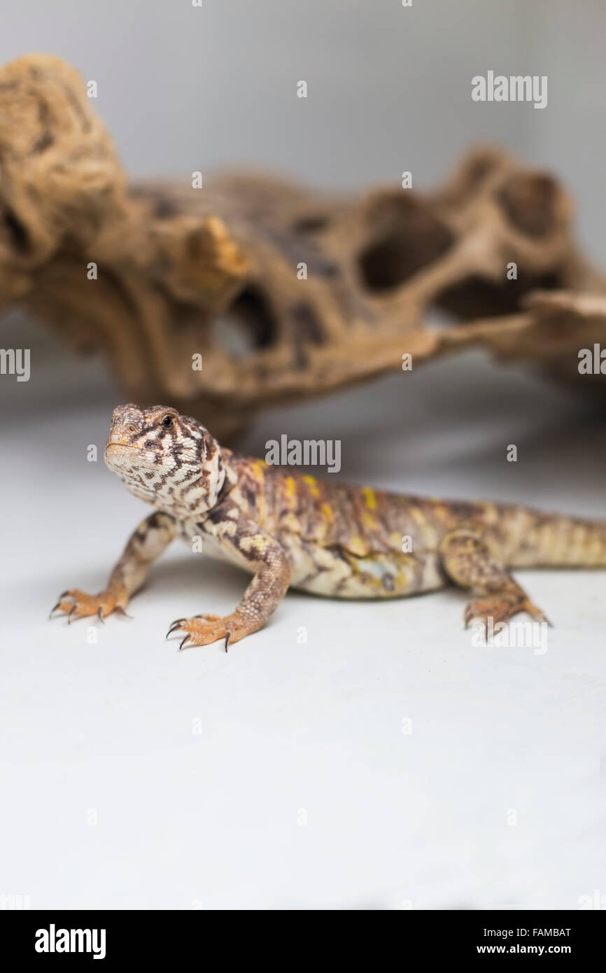 Spiny tail hi-res stock photography and images - Alamy