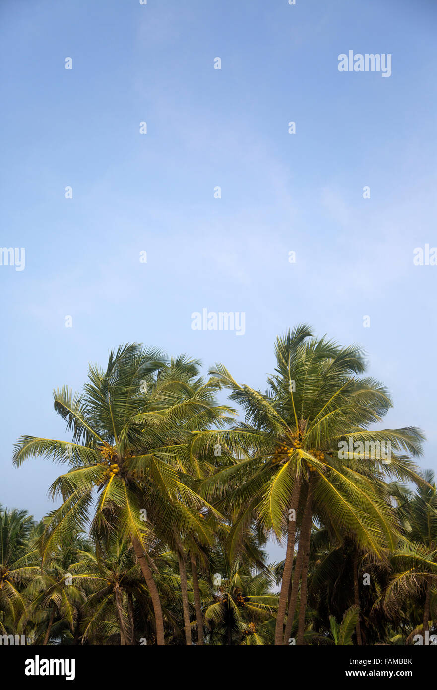 Palms on the Agonda beach at Goa, India Stock Photo - Alamy
